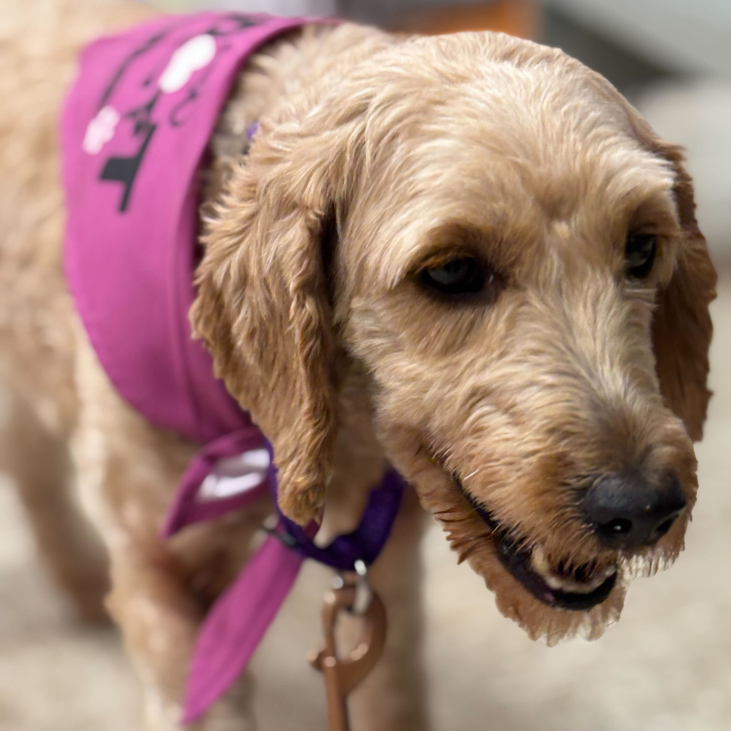 Lila - Phoenix Animal Rescue