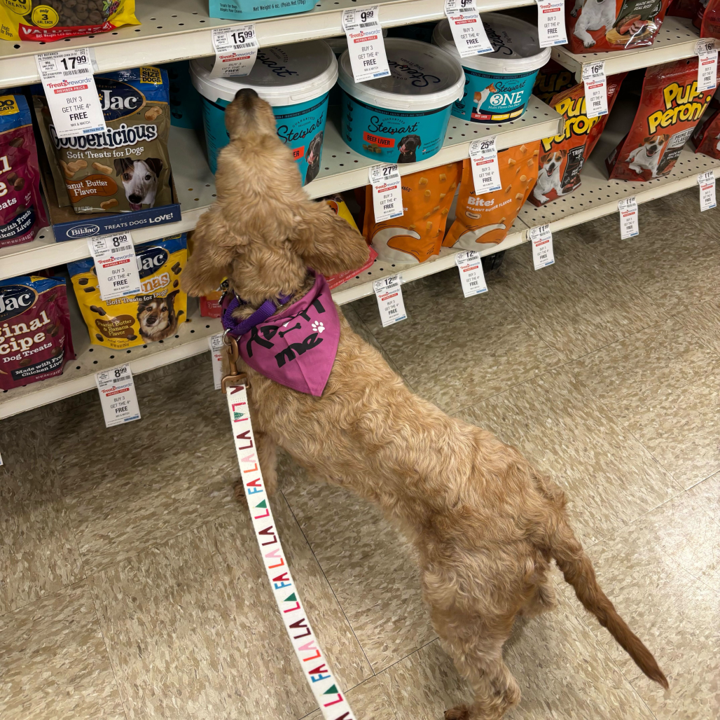 Lila - Phoenix Animal Rescue