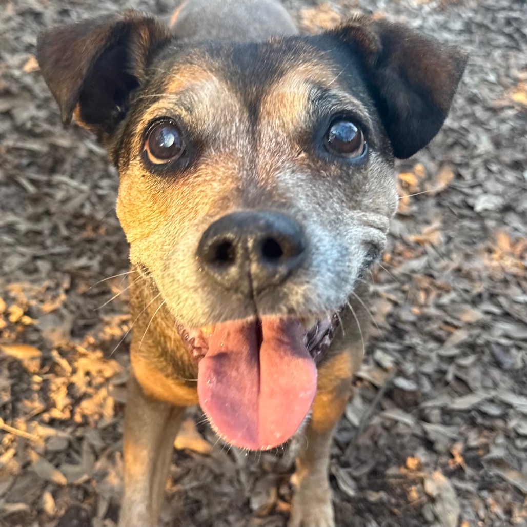 Ethel Rose is available for adoption at PAWS Atlanta