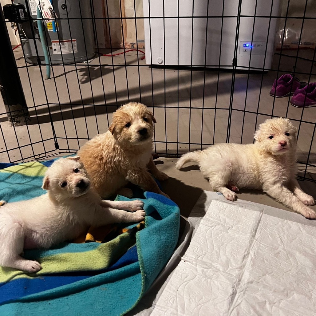 view-animal - Second Chance Animal Rescue Society