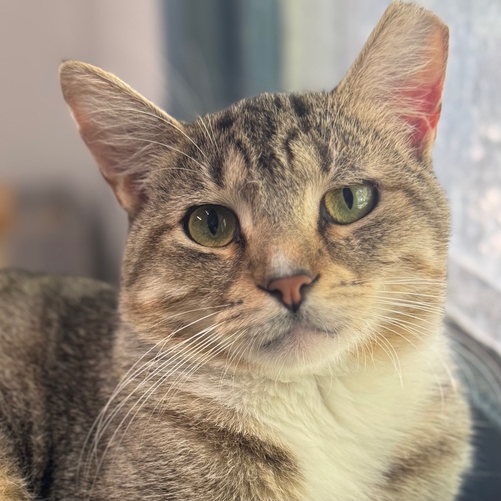 Ragetti is available for adoption at PAWS Atlanta