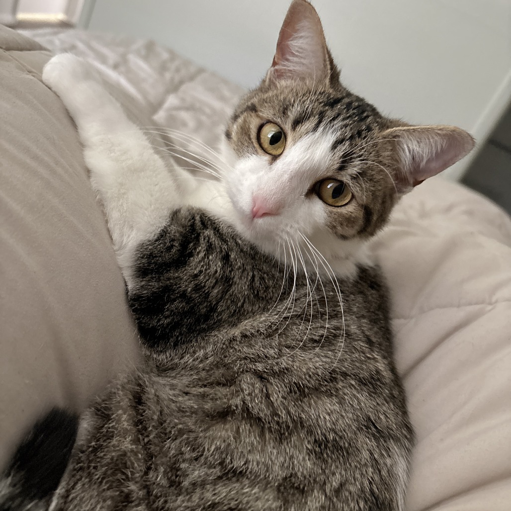 Meet Bramble Muffin, a Domestic Shorthair Cat Available For Adoption ...