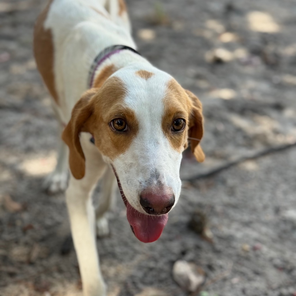 Lilac is available for adoption at Humane Society of North Central Florida