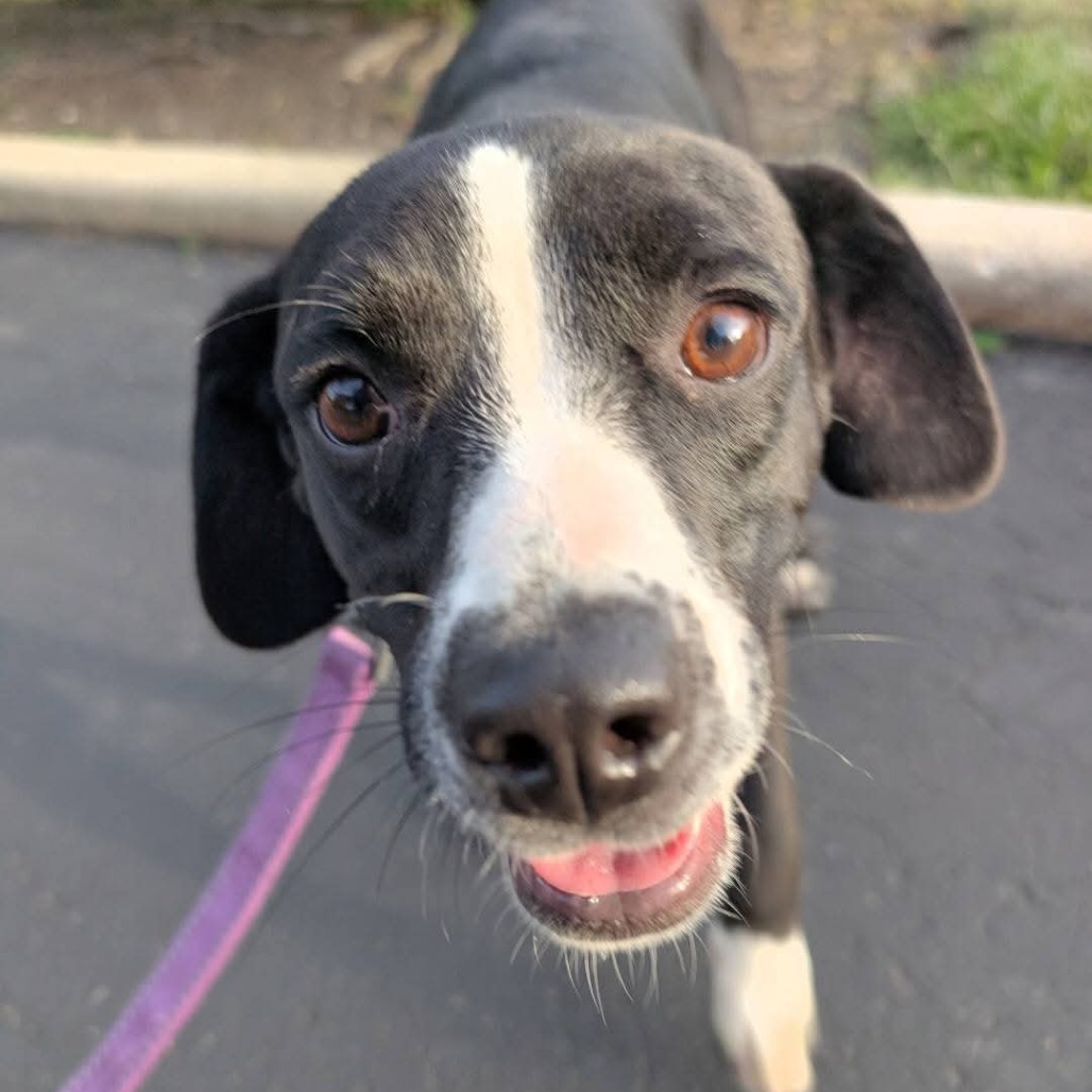 Feta is available for adoption at Heartland Animal Shelter, NFP
