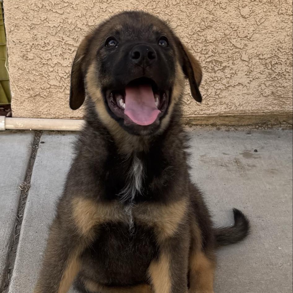 Moose -*Available by Appointment* Chino Hills Location is available for ...