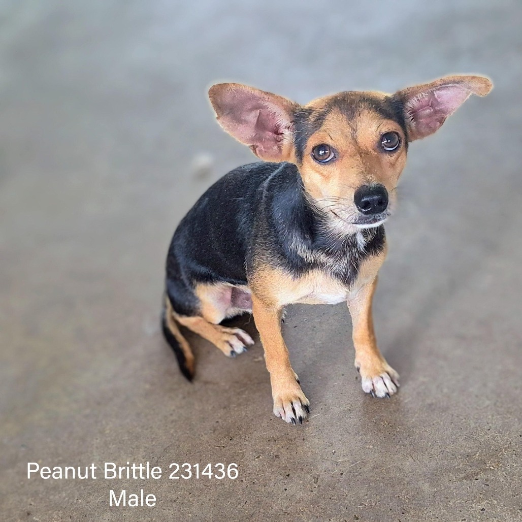 Peanut Brittle is available for adoption at Palm Valley Animal Society