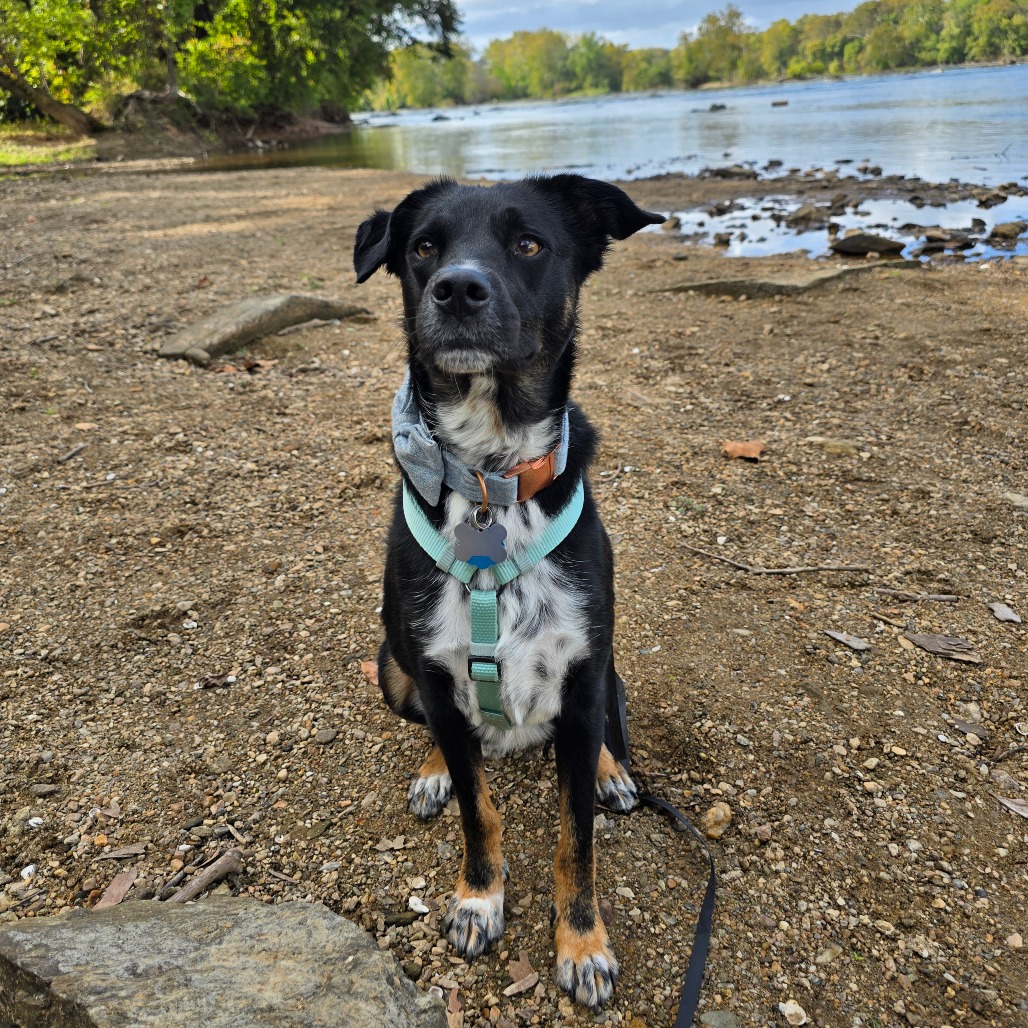 Pupperino FKA Lazy River – LDCRF