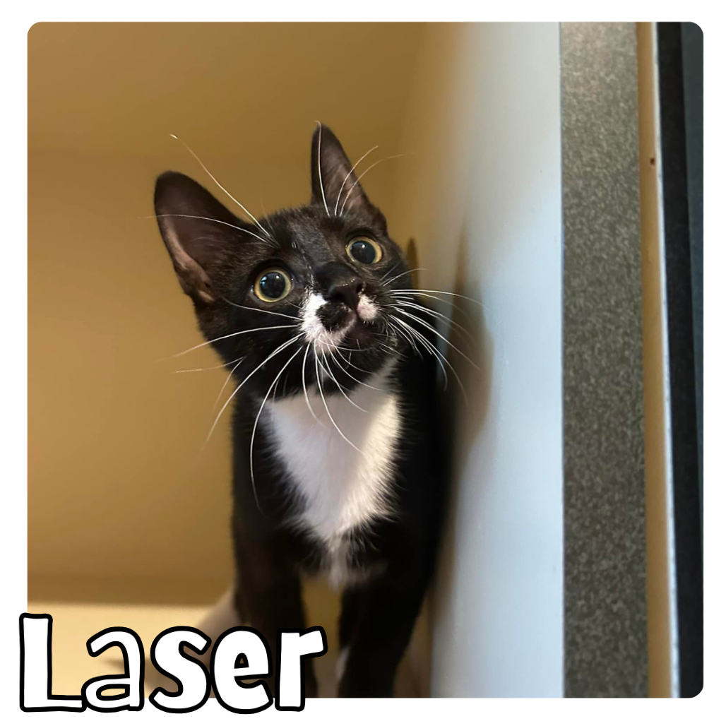 Monochrome Multi-Function Laser Printer is available for adoption at ...