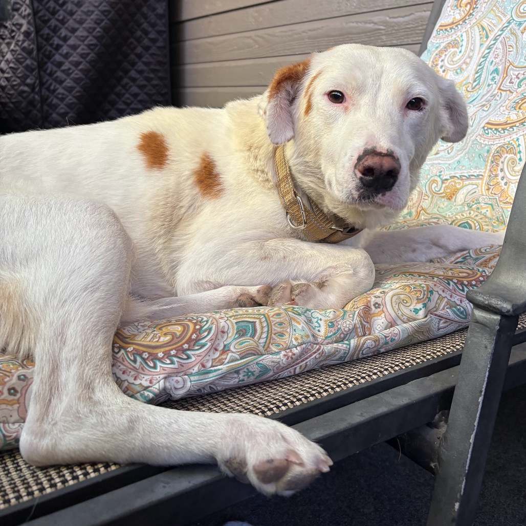 Quinn - in foster is available for adoption at High Country Humane