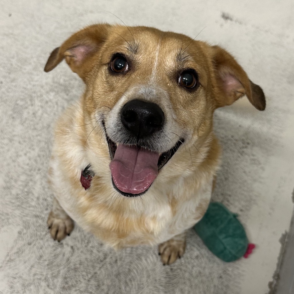 Chance is available for adoption at Humane Society of Delaware County
