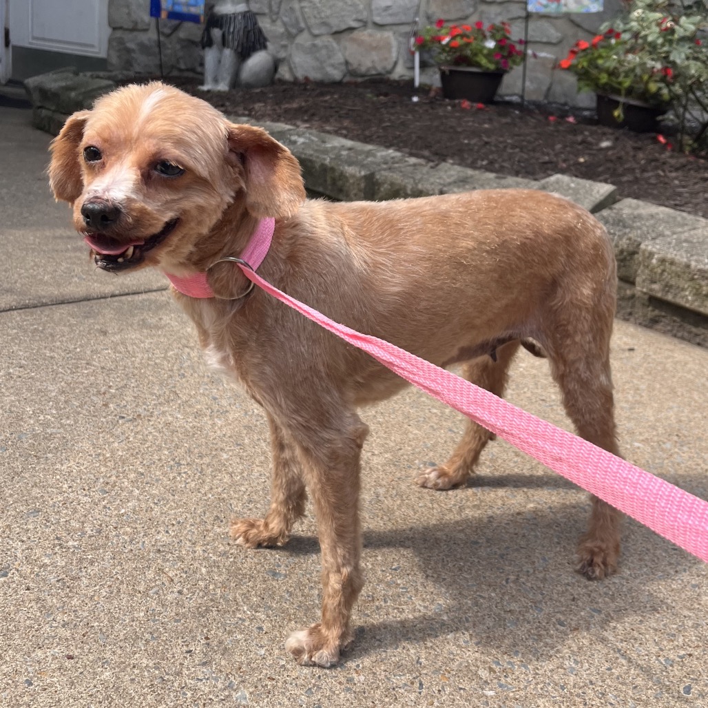 Bambi - Phoenix Animal Rescue