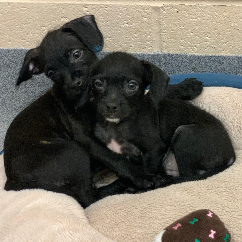 Rick - Humane Animal Rescue