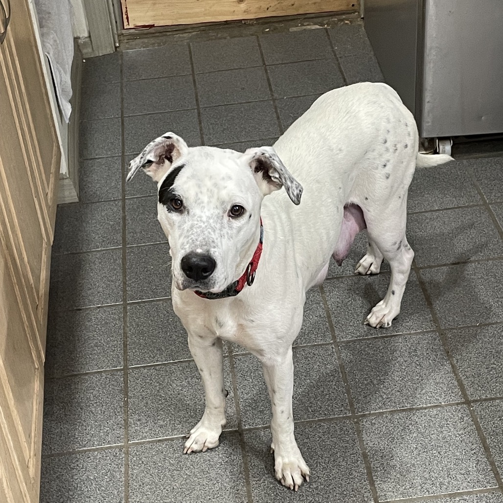 Adoptable Animals - Stray Paws Rescue