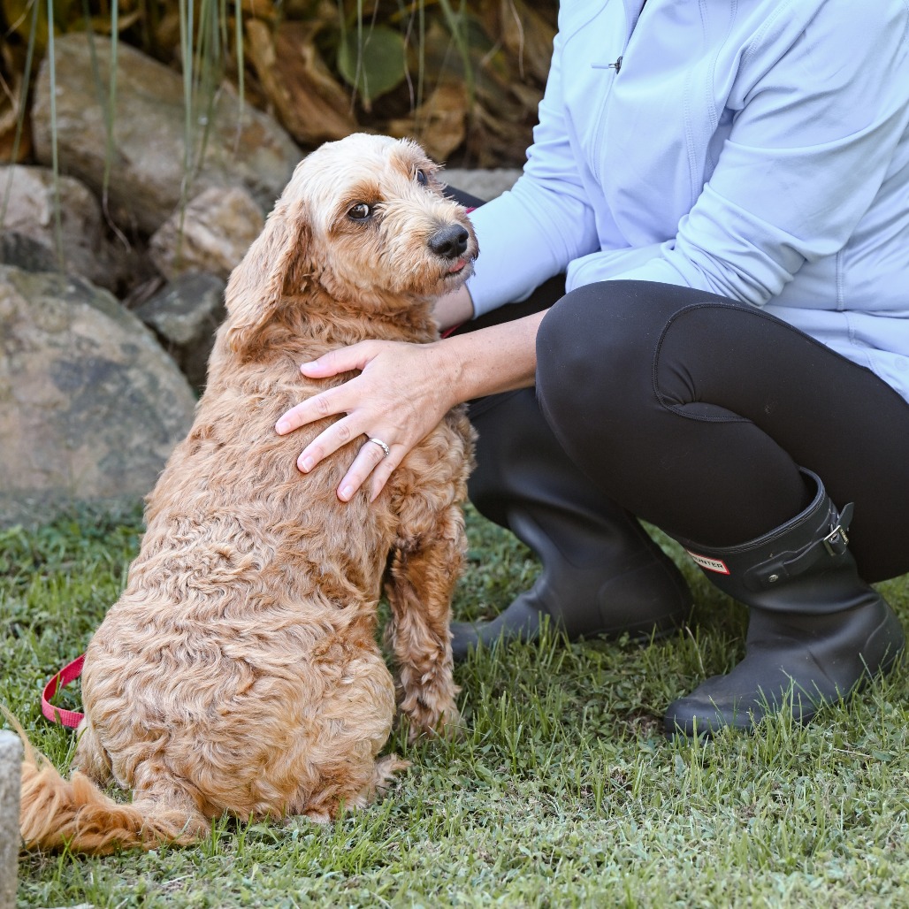 Penelope - Phoenix Animal Rescue