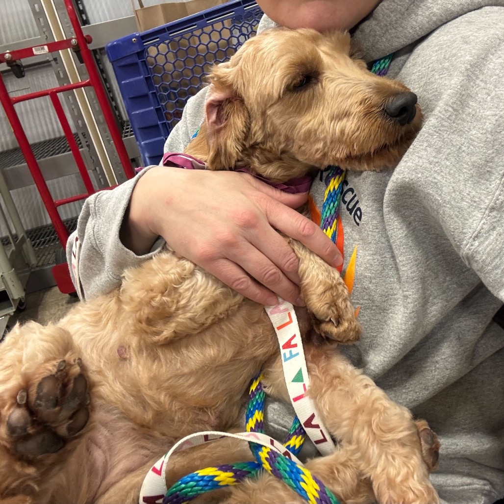 Lila - Phoenix Animal Rescue