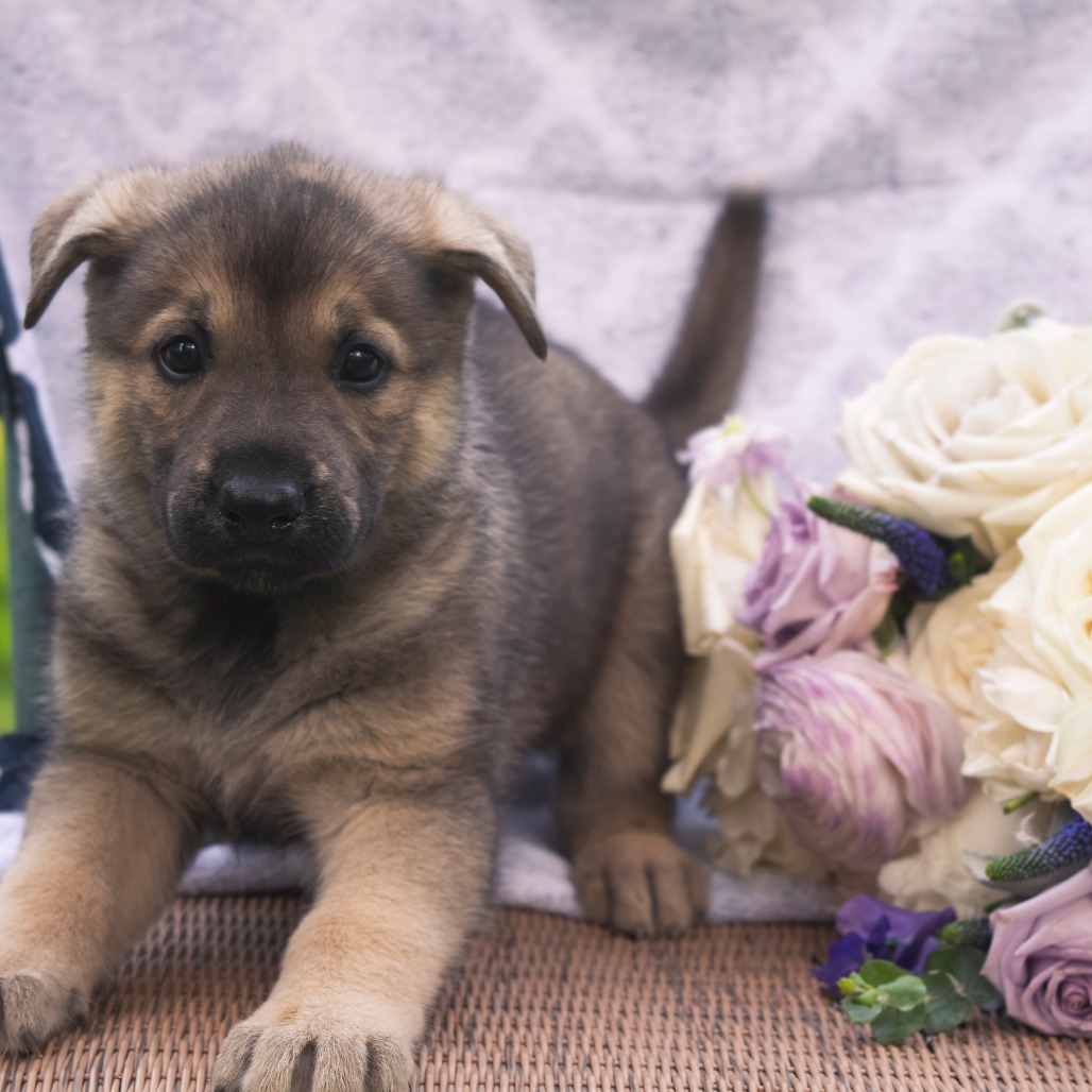 Adoptable Dogs - Rescue Network