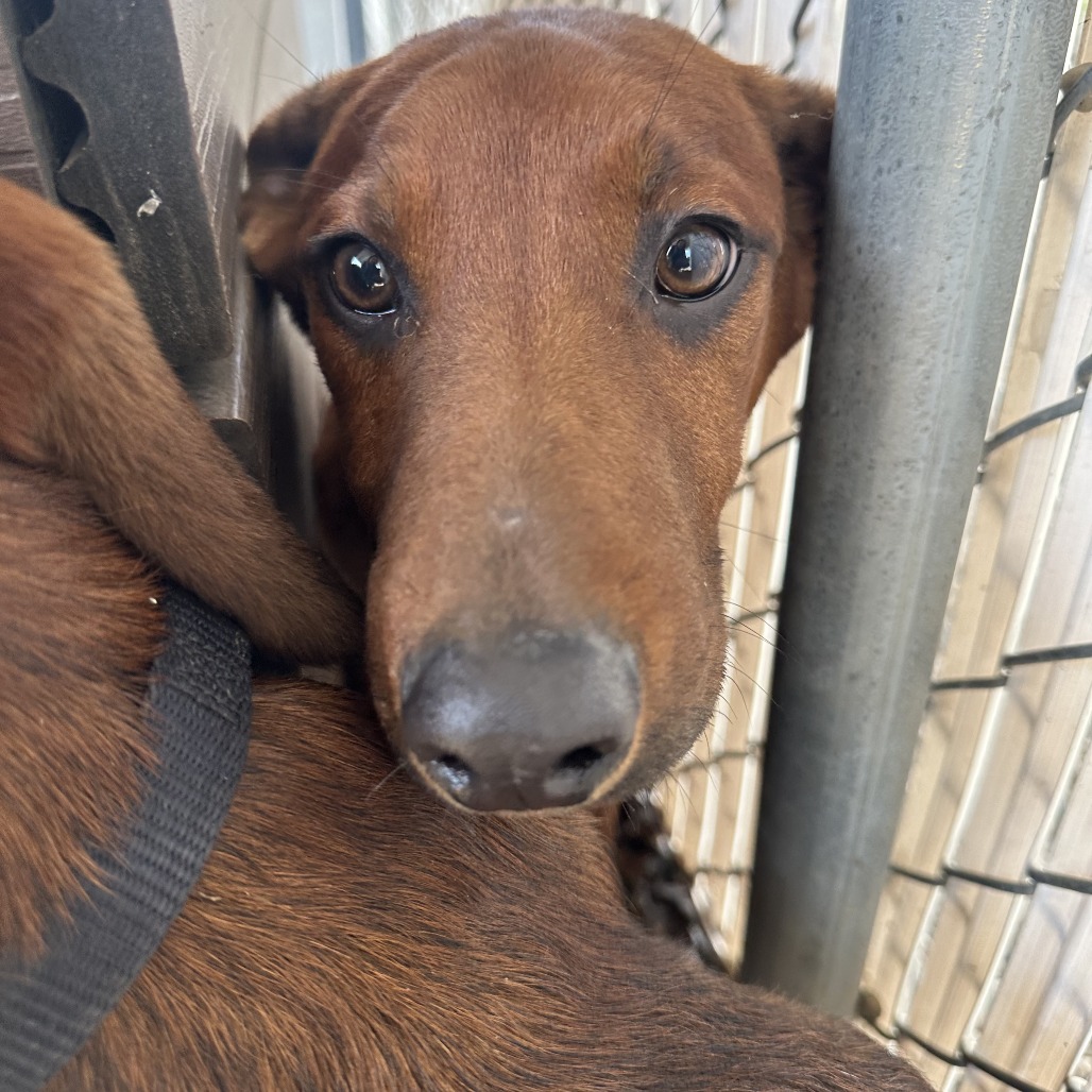 Adopt Dogs - Orphans of the Storm