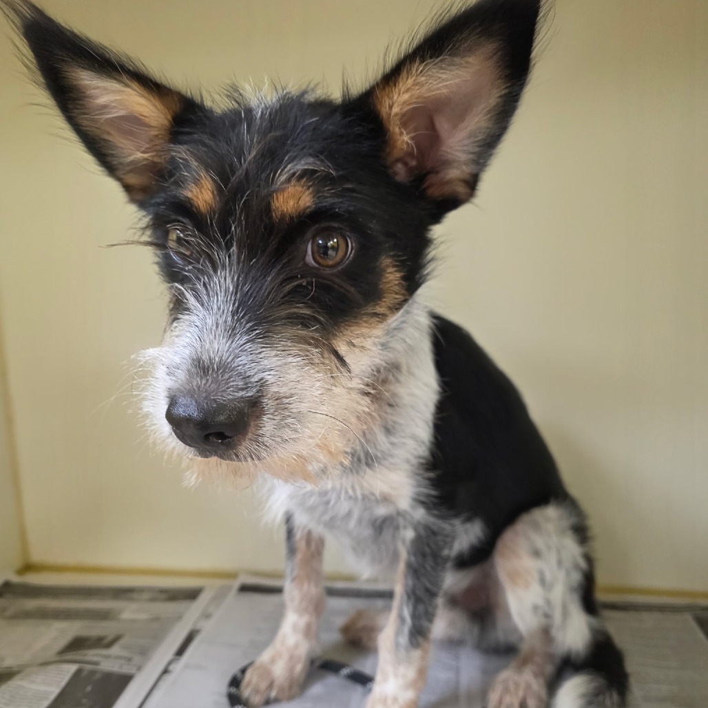 Banjo is available for adoption at Kingman County Humane Society