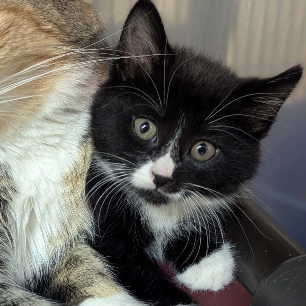Topaz is available for adoption at Adopt-A-Pet, Inc.