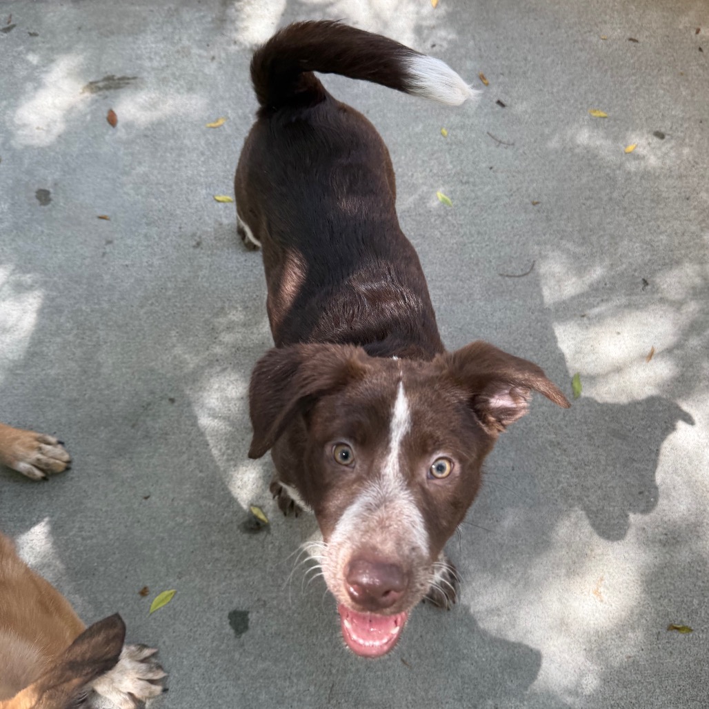 PROP is available for adoption at Milo Foundation