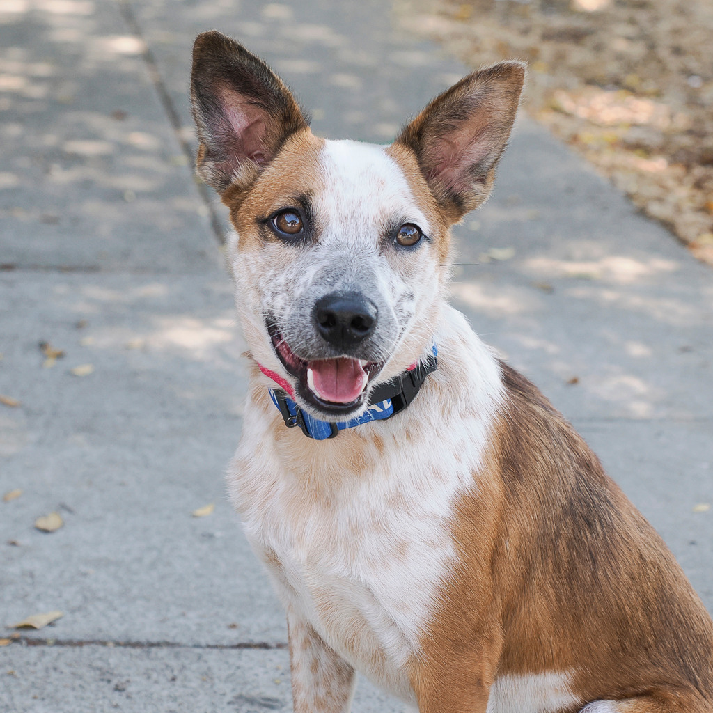 DOTTY is available for adoption at Milo Foundation