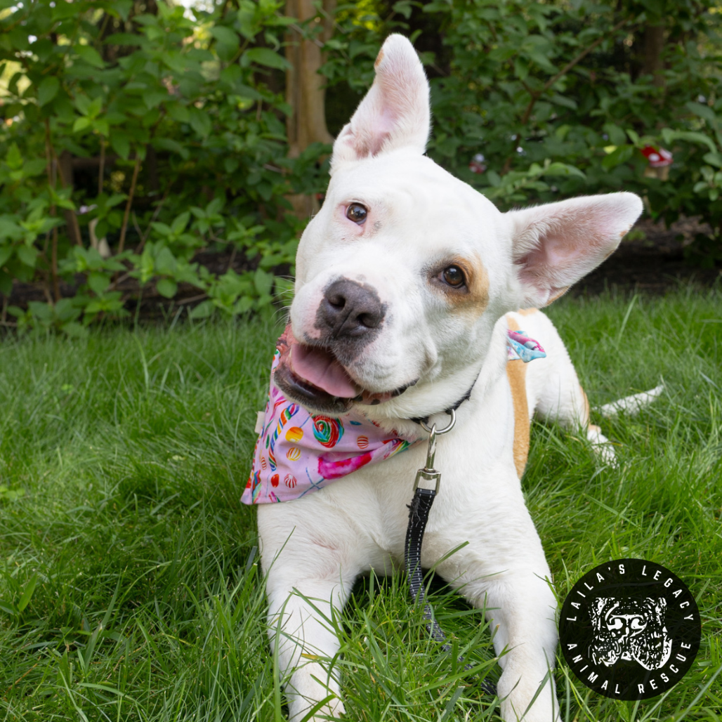 LB is available for adoption at Laila's Legacy Animal Rescue