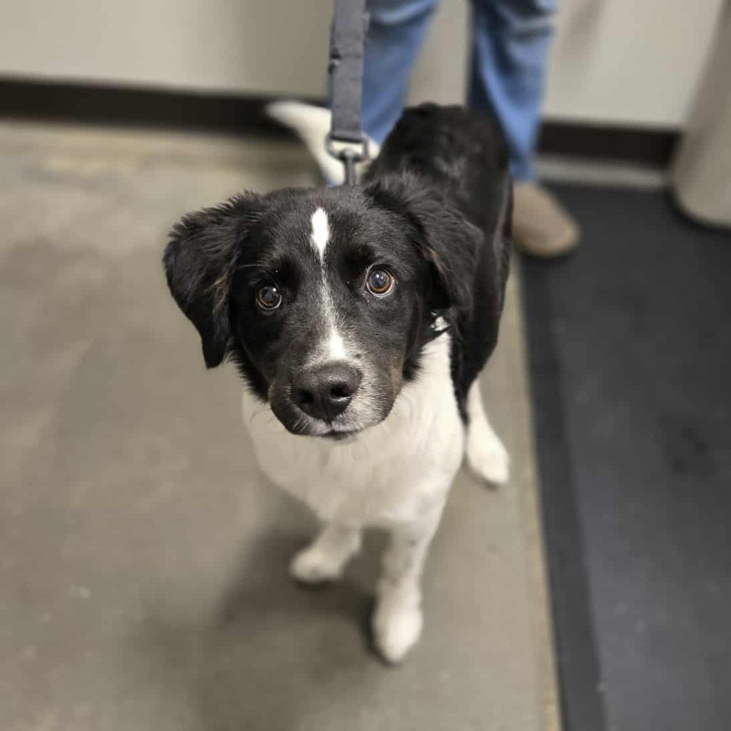Skeeter is available for adoption at SICSA Pet Adoption and Wellness Center