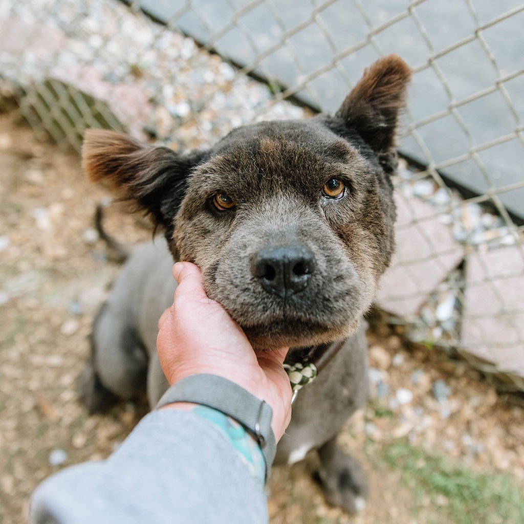 Chloe - Phoenix Animal Rescue