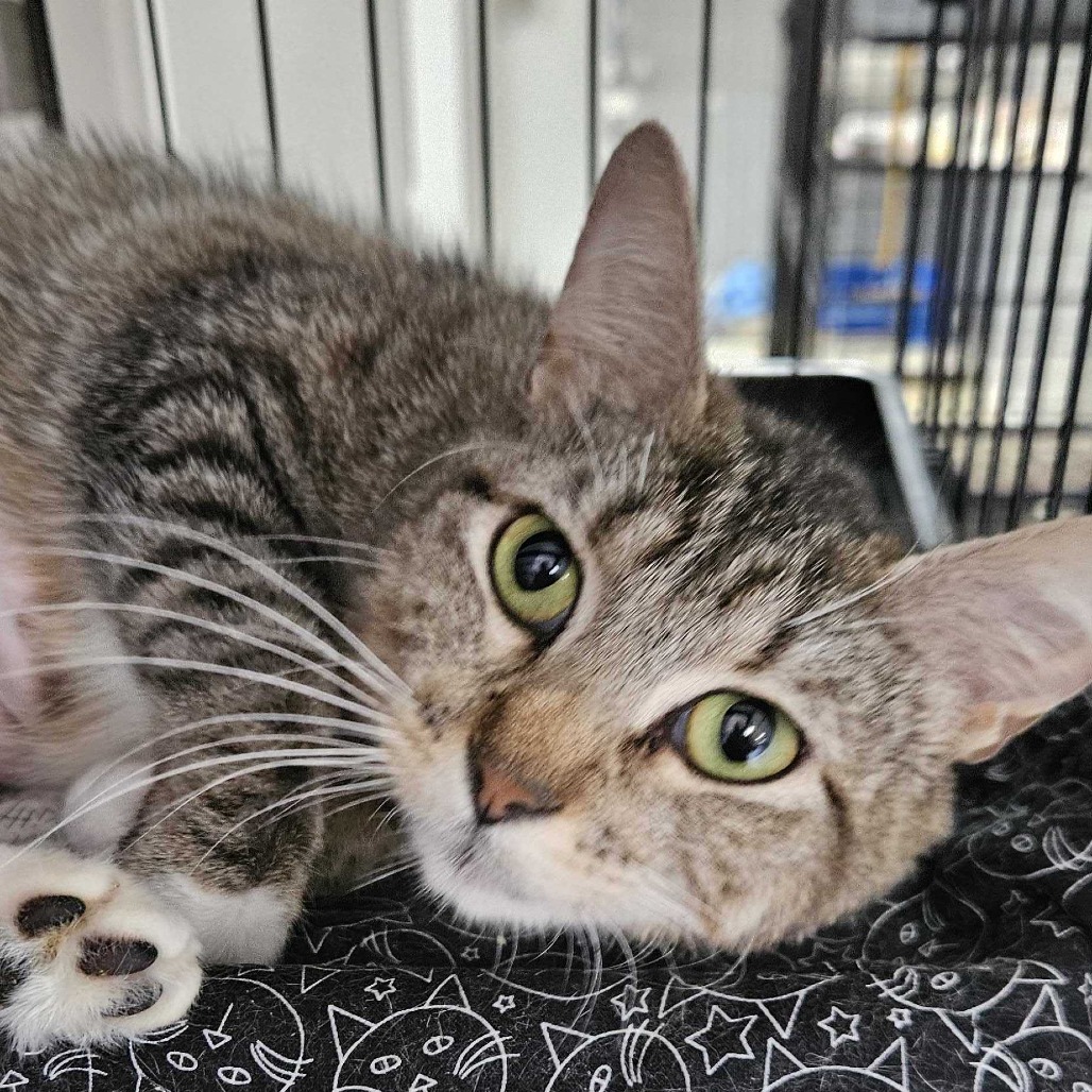 Charlotte- Sullivan Petsense is available for adoption at Franklin ...