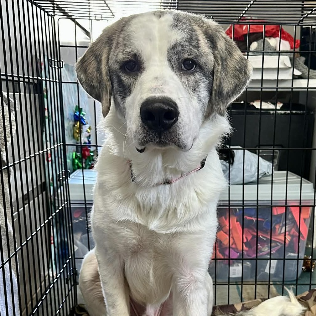 Thunder Office is available for adoption at Franklin County Humane ...