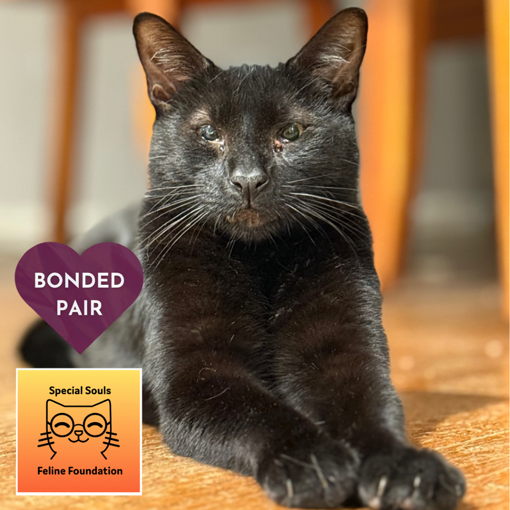 Panang Curry is available for adoption at Kitty Bungalow Charm School ...