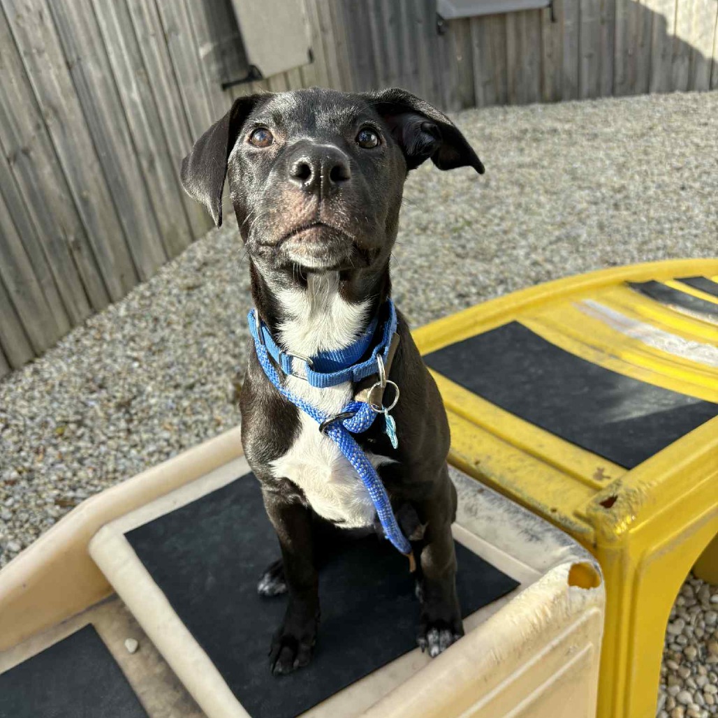 Dogs, Cats, and Critters for Adoption - One Tail at a Time