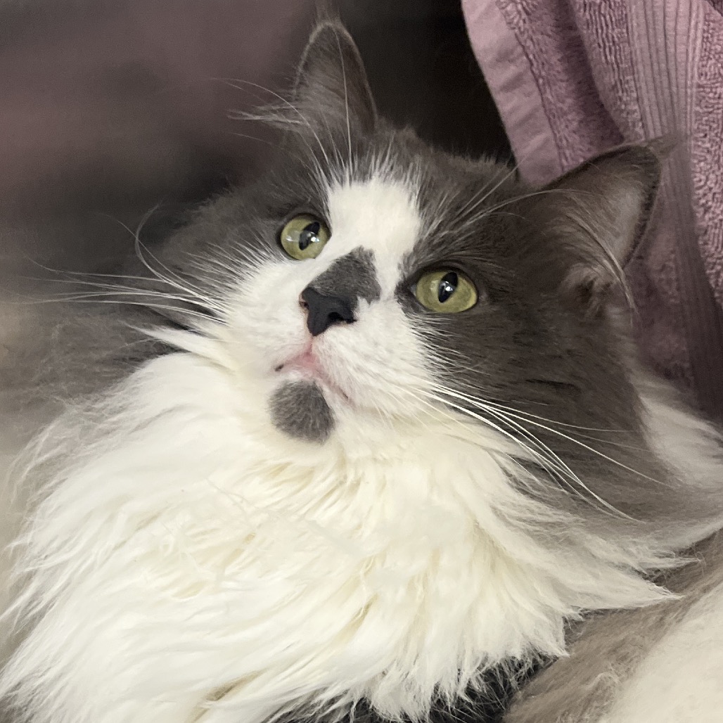 Leelin - Humane Animal Rescue