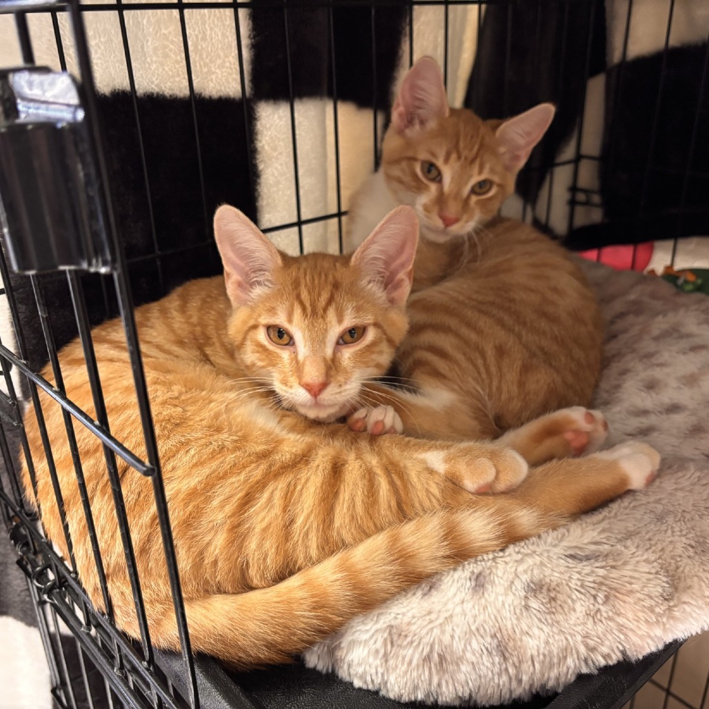 Meet Cheeto, a Domestic Shorthair Cat Available For Adoption | Lost Our ...