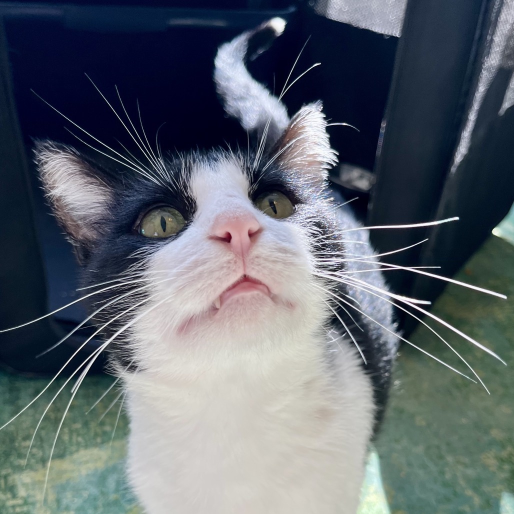 Poor Richard is available for adoption at Trash Cat Rescue