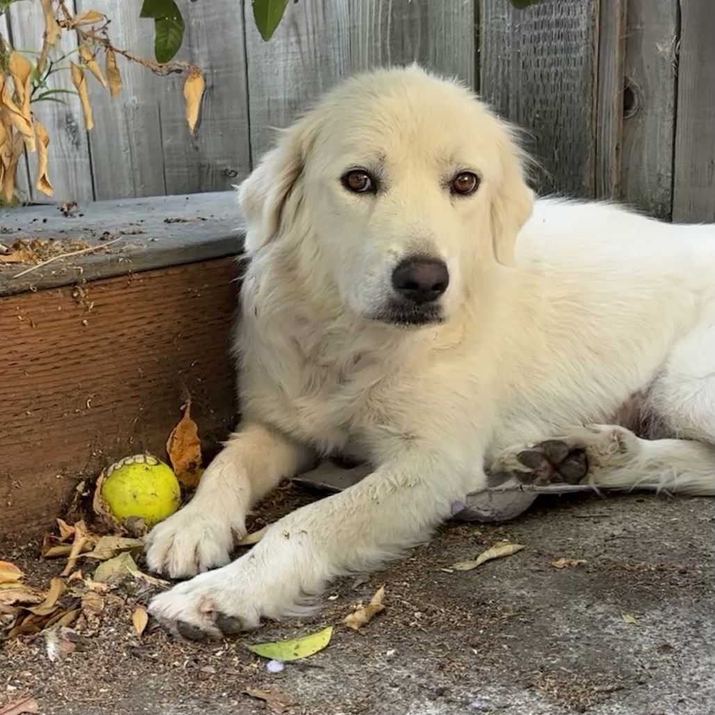 HELEN is available for adoption at Milo Foundation