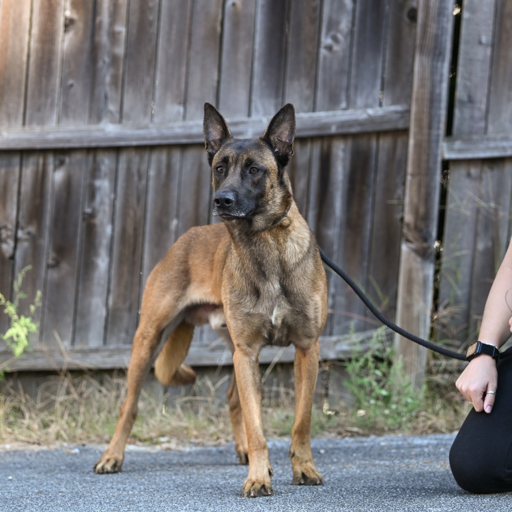 Atticus - Phoenix Animal Rescue