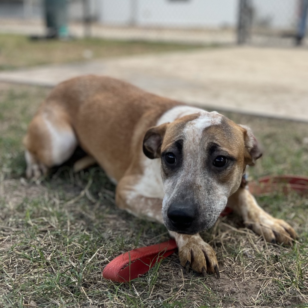 Lucy (Sally) is available for adoption at Palm Valley Animal Society