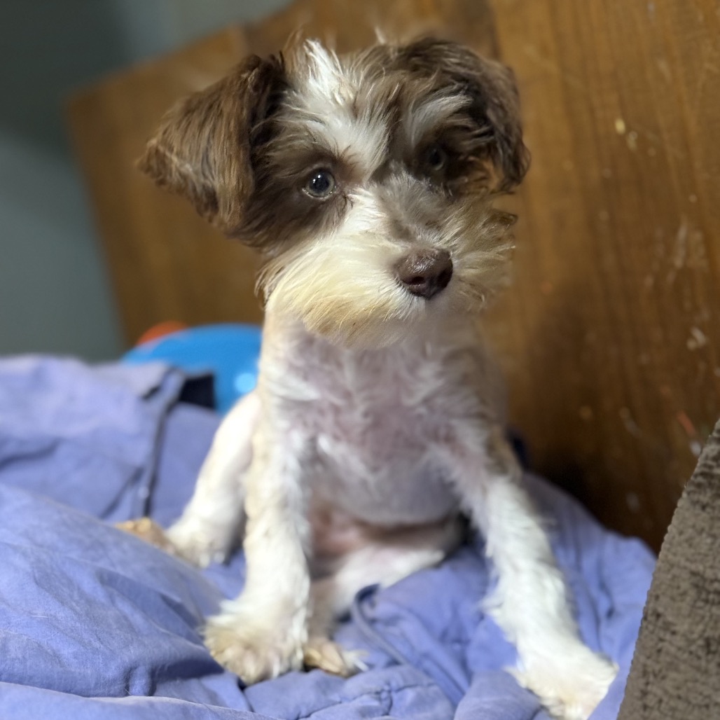 Kenzie - Phoenix Animal Rescue