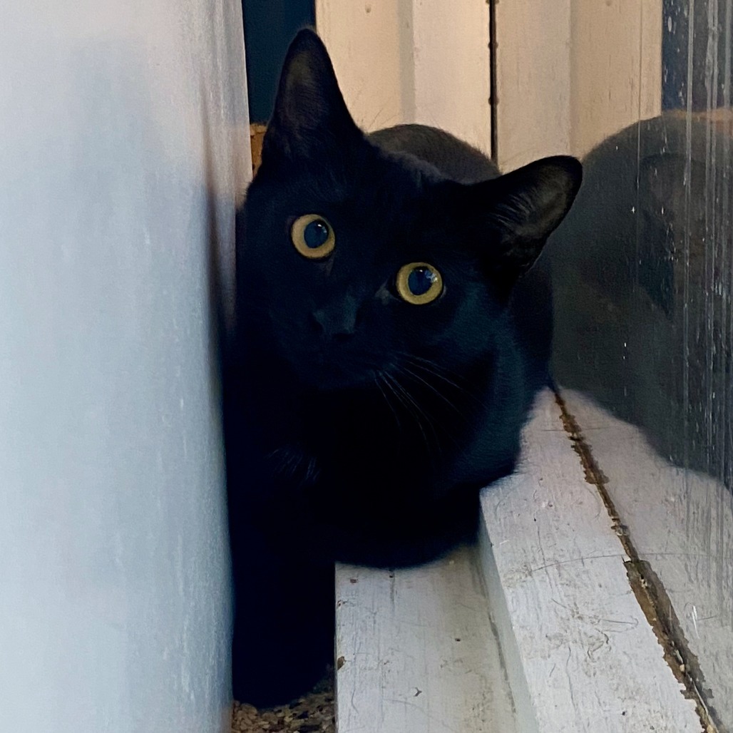 Meet Mystique, a Domestic Shorthair Cat Available For Adoption | Lost ...