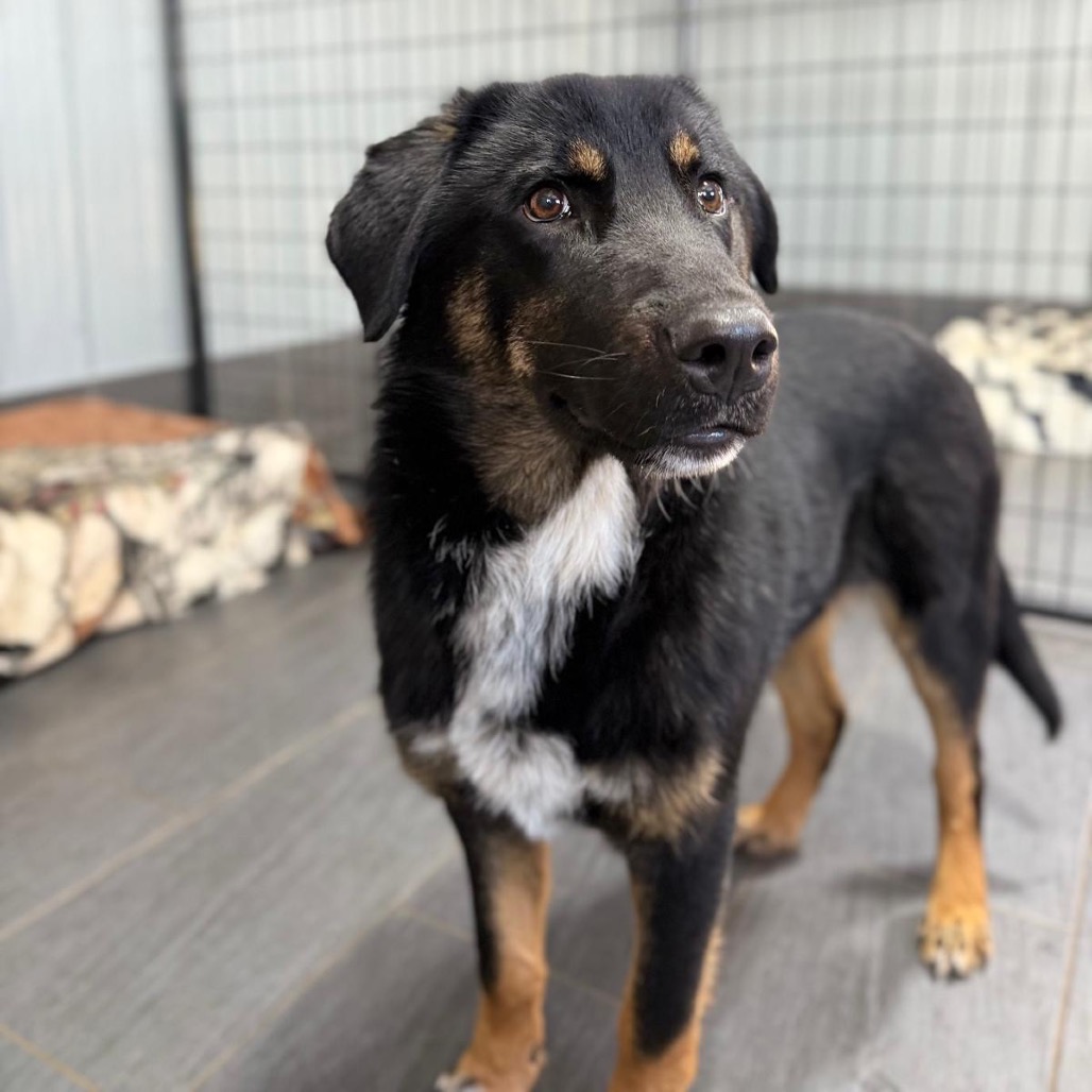 view-animal - Second Chance Animal Rescue Society