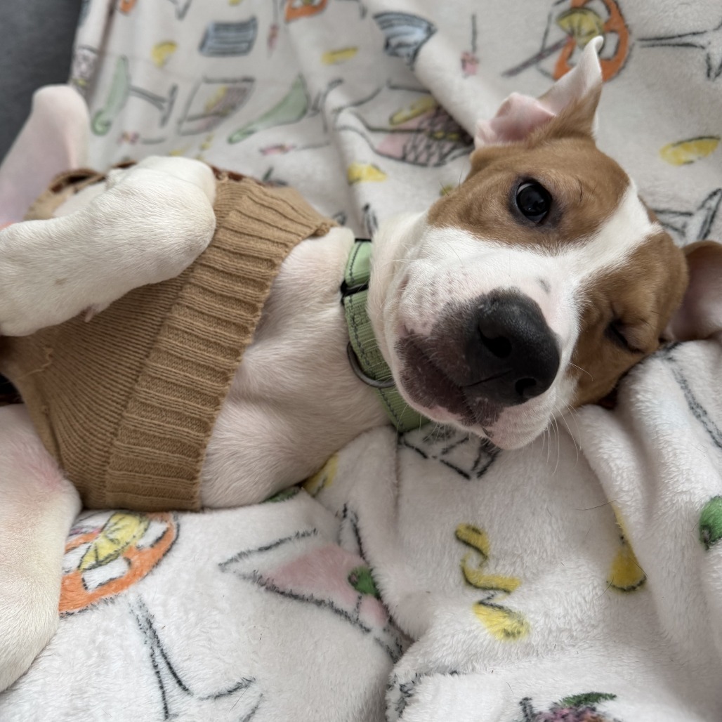 Adam is available for adoption at SICSA Pet Adoption and Wellness Center