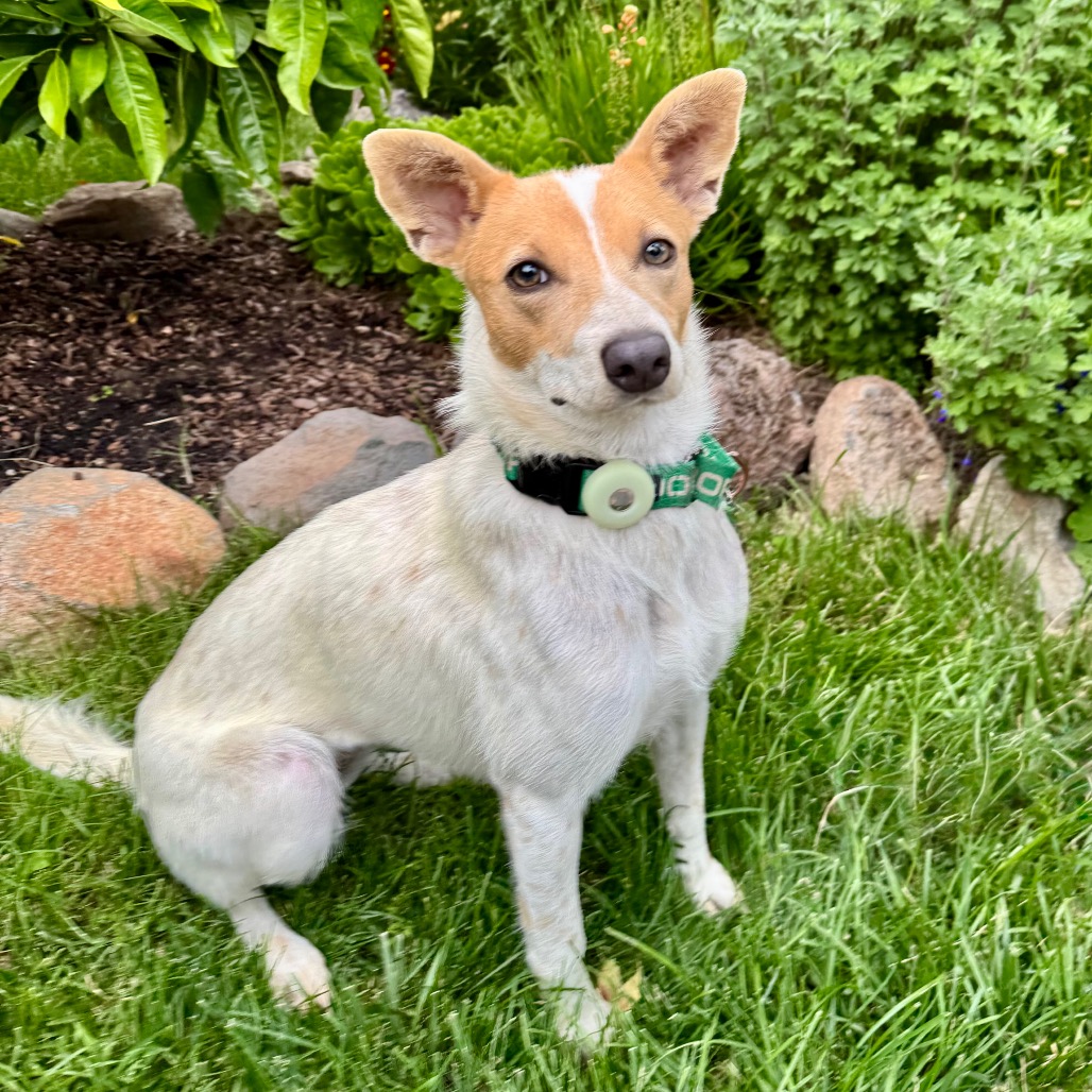 CLAIRE is available for adoption at Milo Foundation