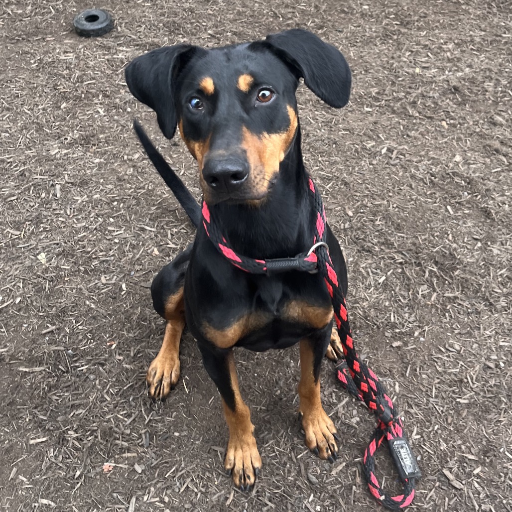 Tess - Phoenix Animal Rescue