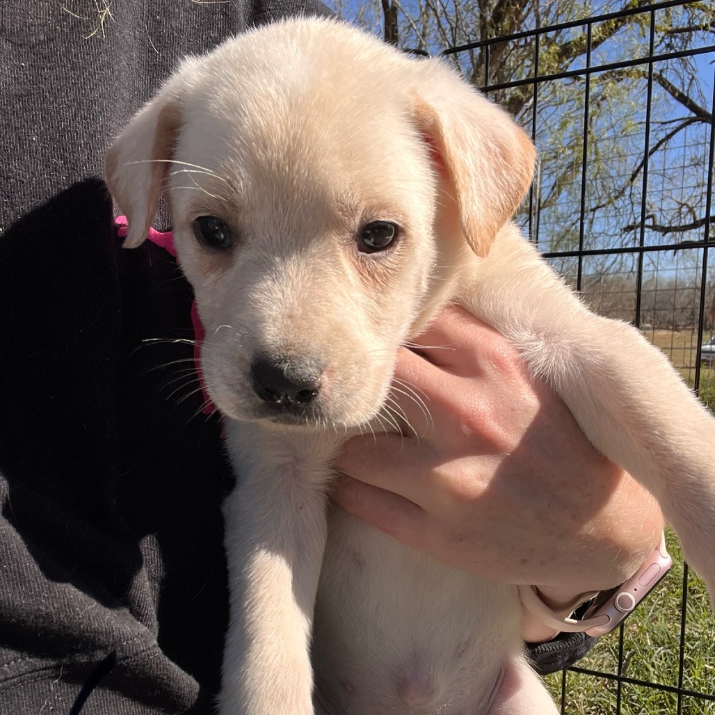 Adopt Dogs - Orphans of the Storm
