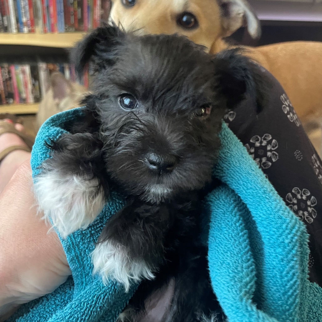 Adoptable Dogs - Rescue Network