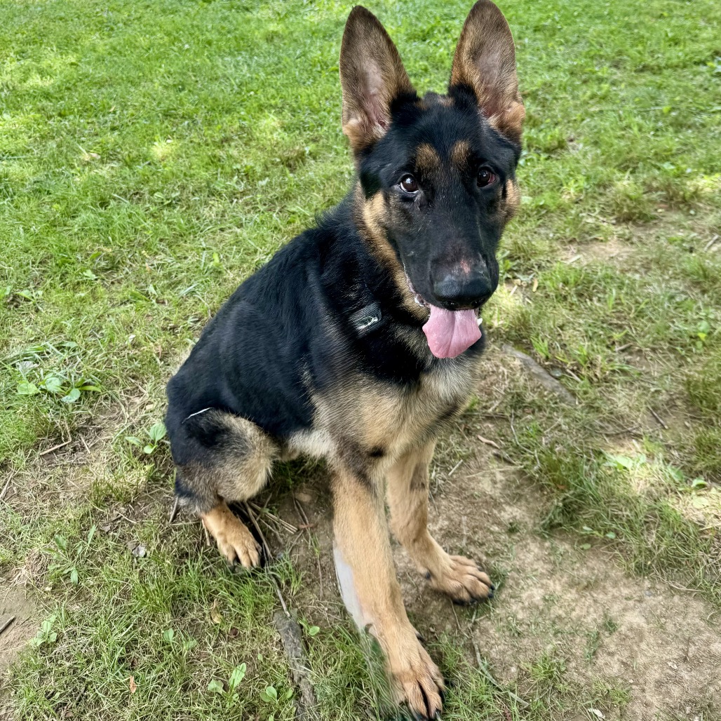 Neji - Phoenix Animal Rescue