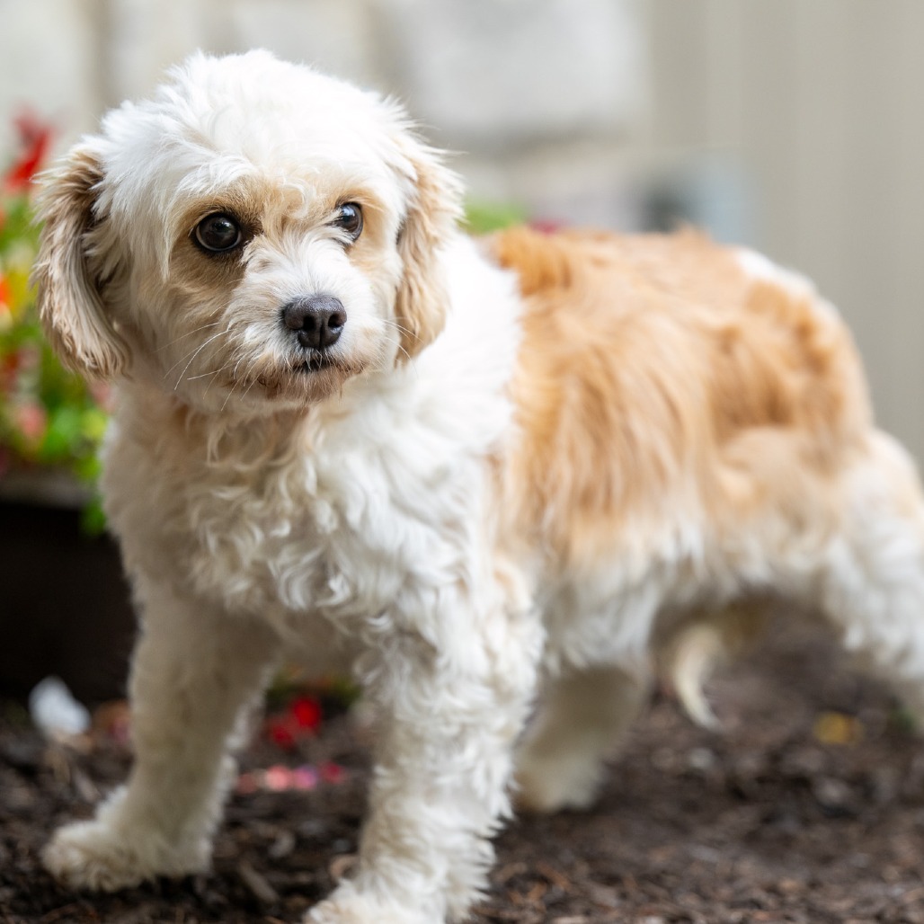 Miss Fancy - Phoenix Animal Rescue