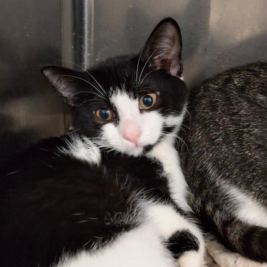 Curry is available for adoption at SPCA Florida