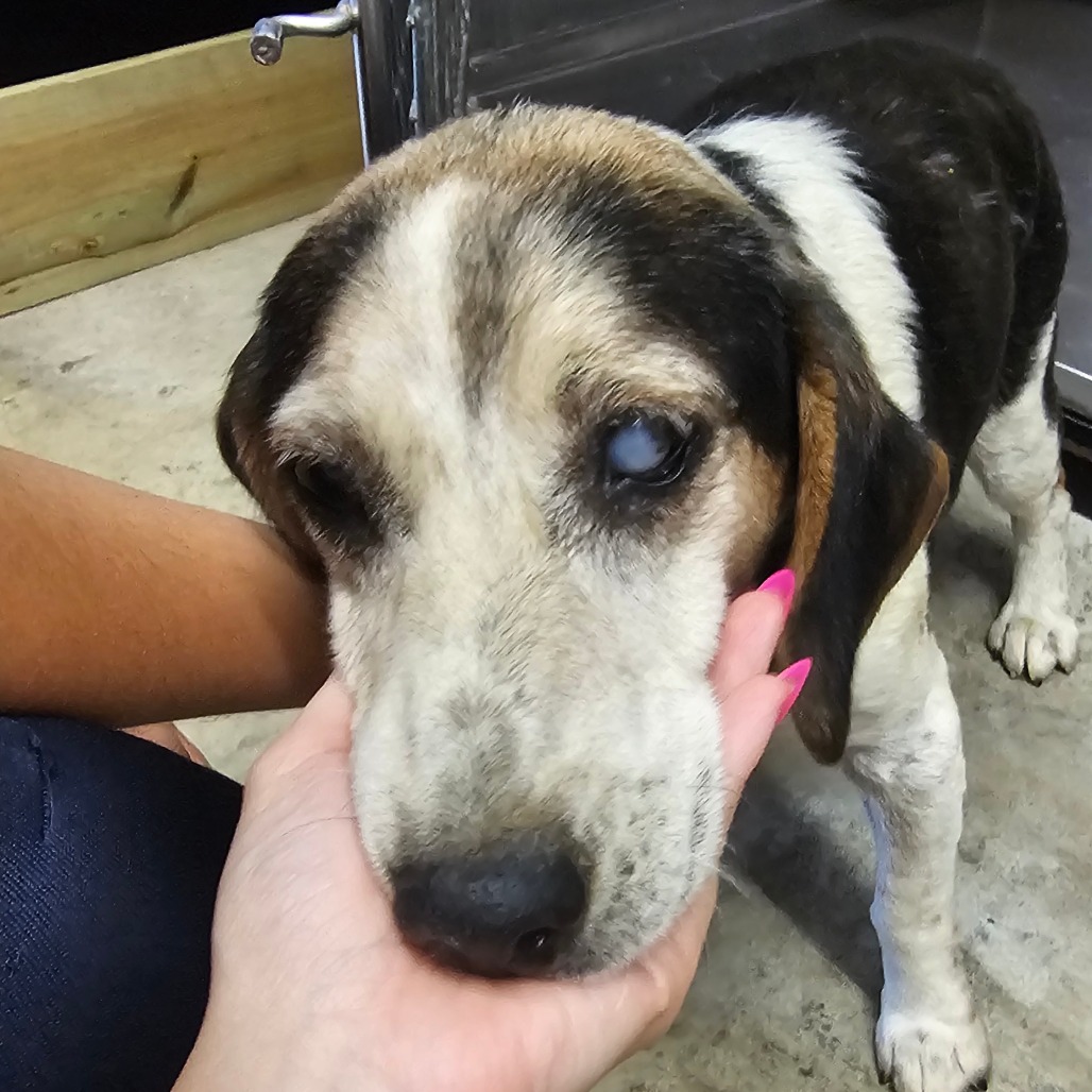 Cooper is Available for Adoption at Union County Humane Society